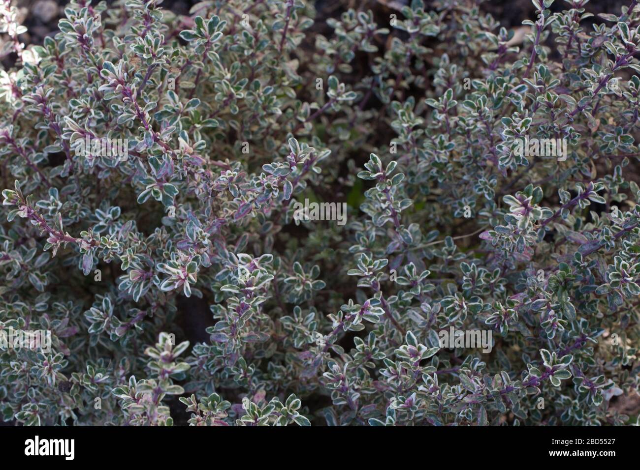 Thyme leaf hi-res stock photography and images - Alamy