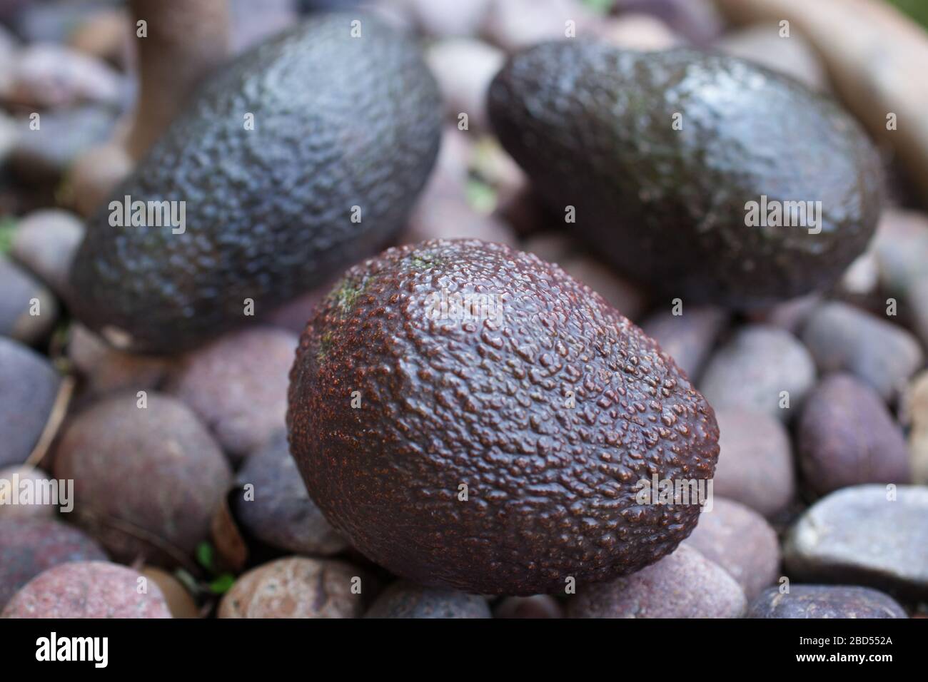3 ripe avocados photographed outside against a pebble background Stock ...