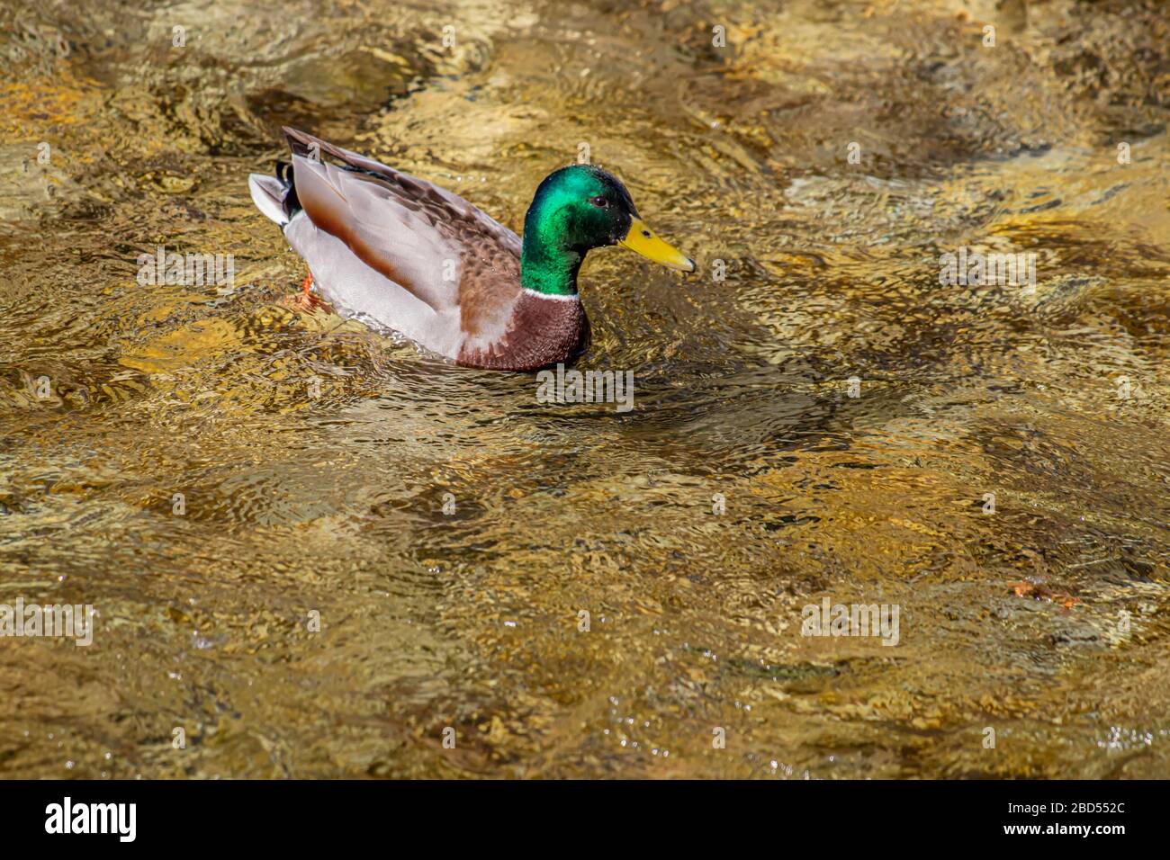 Mallard duck in the river stream Stock Photo - Alamy