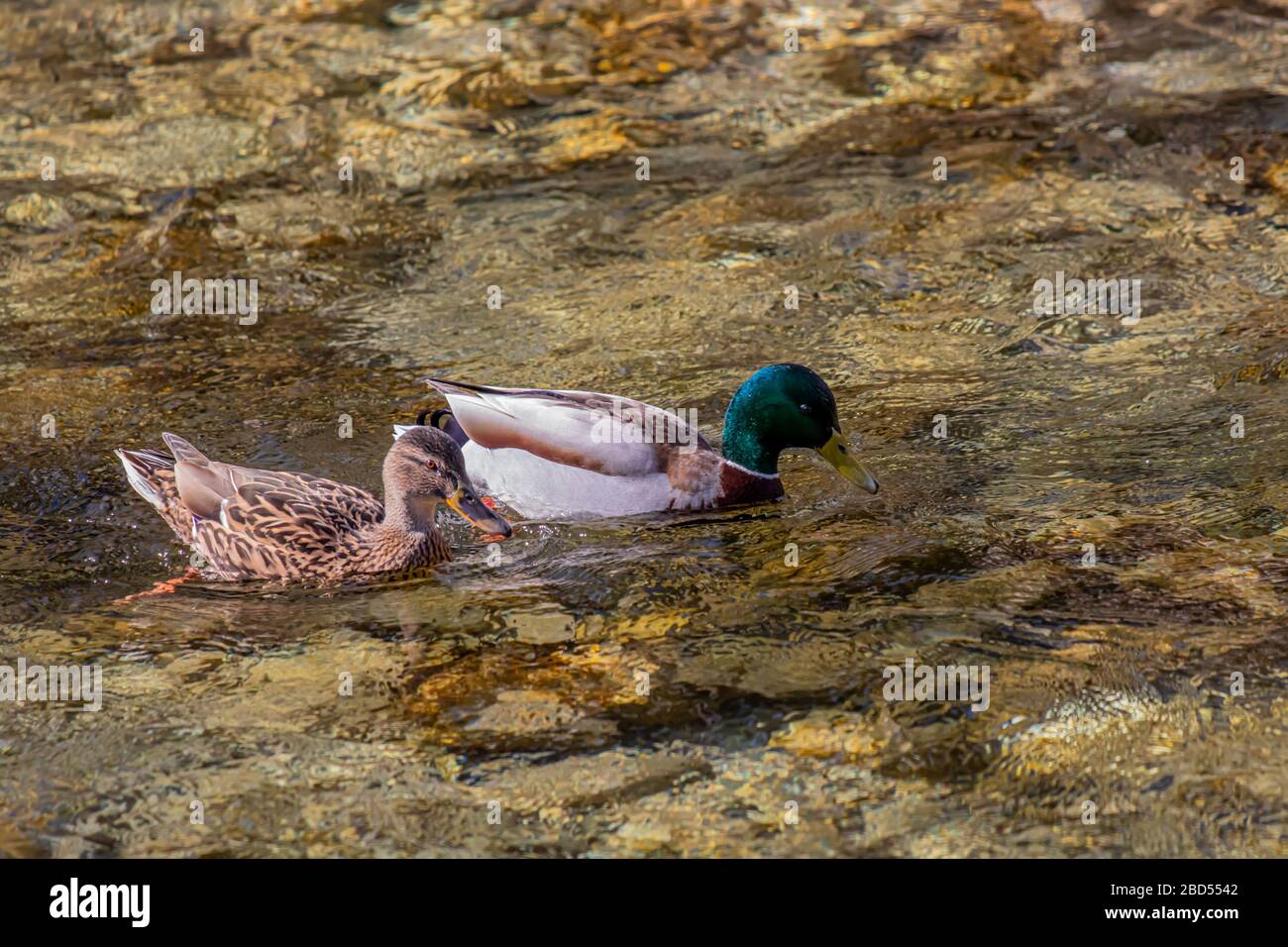 Female duck in water swimming with rocks female mallard duck hi-res ...