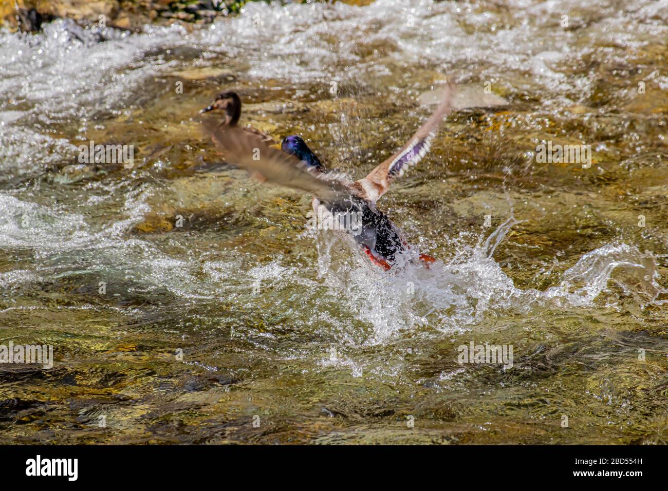 Duck Flying Over Water High Resolution Stock Photography and Images - Alamy