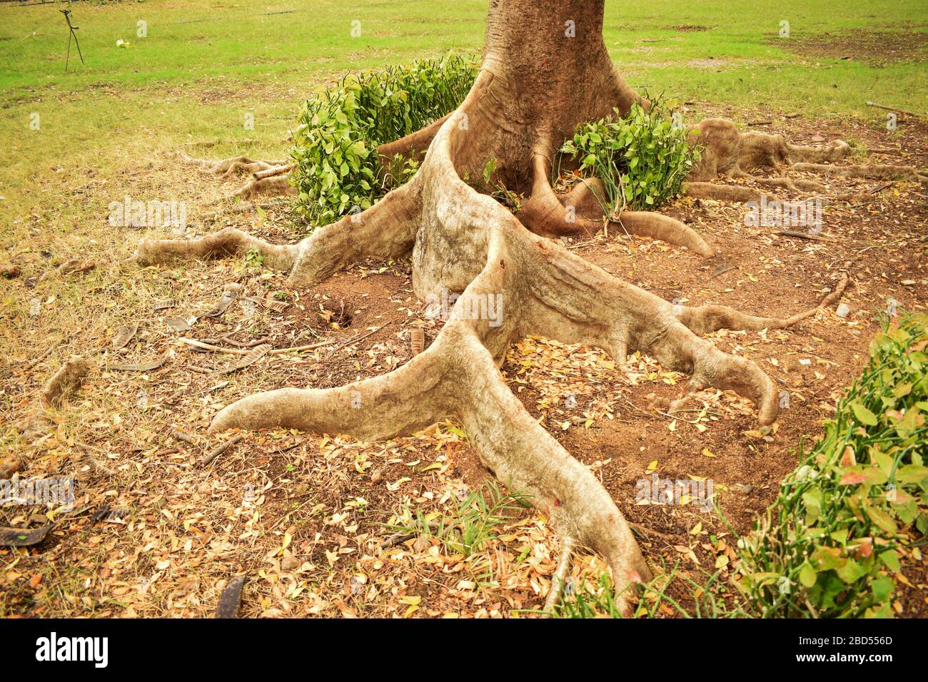 Natural Big Tree Roots In Jungle/Forest Stock Photograph Image Stock ...