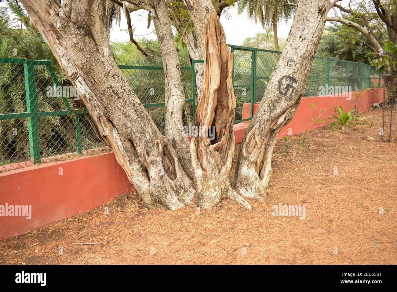 Natural Big Tree Roots In Jungle/Forest Stock Photograph Image Stock ...