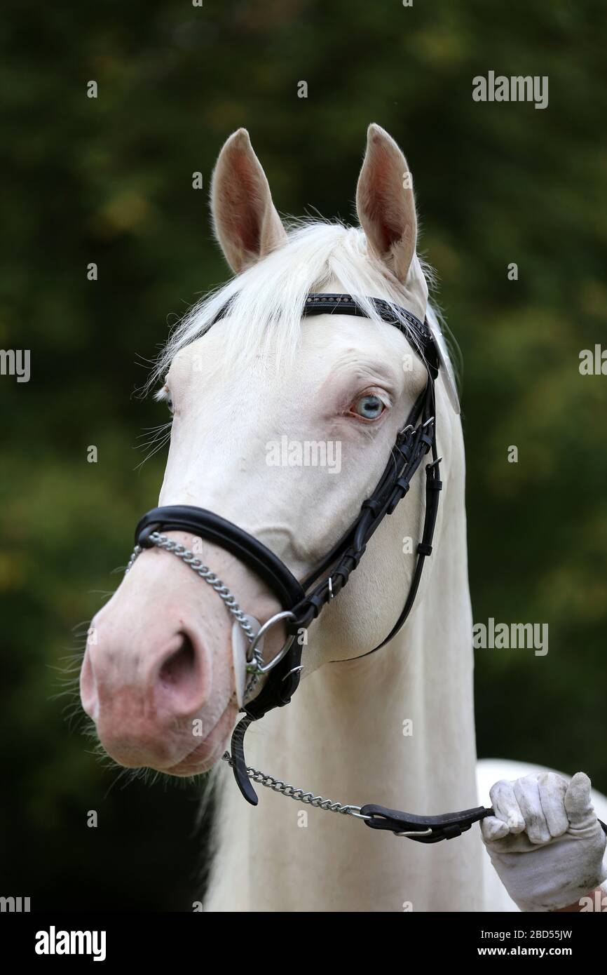 Perlino Vs Cremello Horse Color
