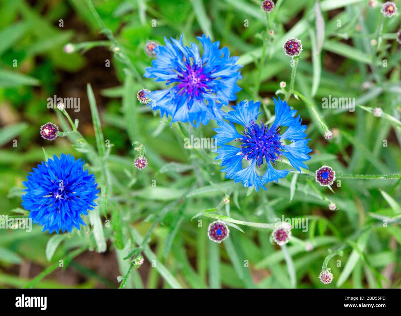 Bachelor button flower hi-res stock photography and images - Alamy