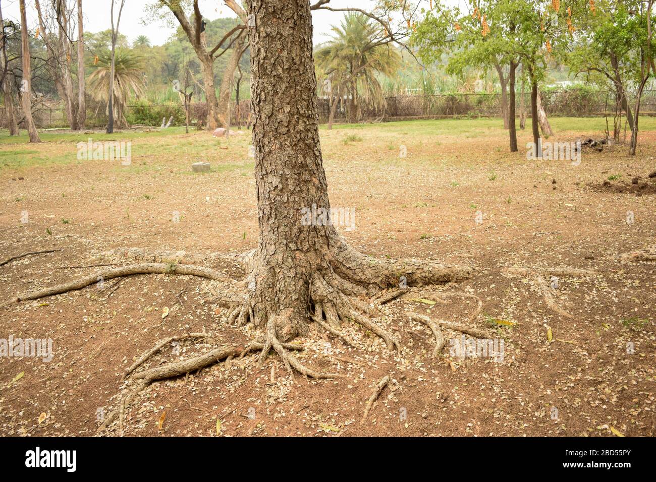 Natural Big Tree Roots In Jungle/Forest Stock Photograph Image Stock ...