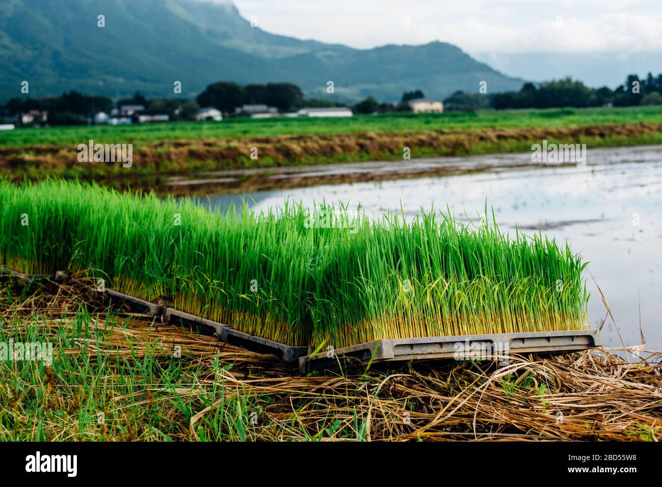 Rice cultivation in Kumamoto, Japan Stock Photo - Alamy