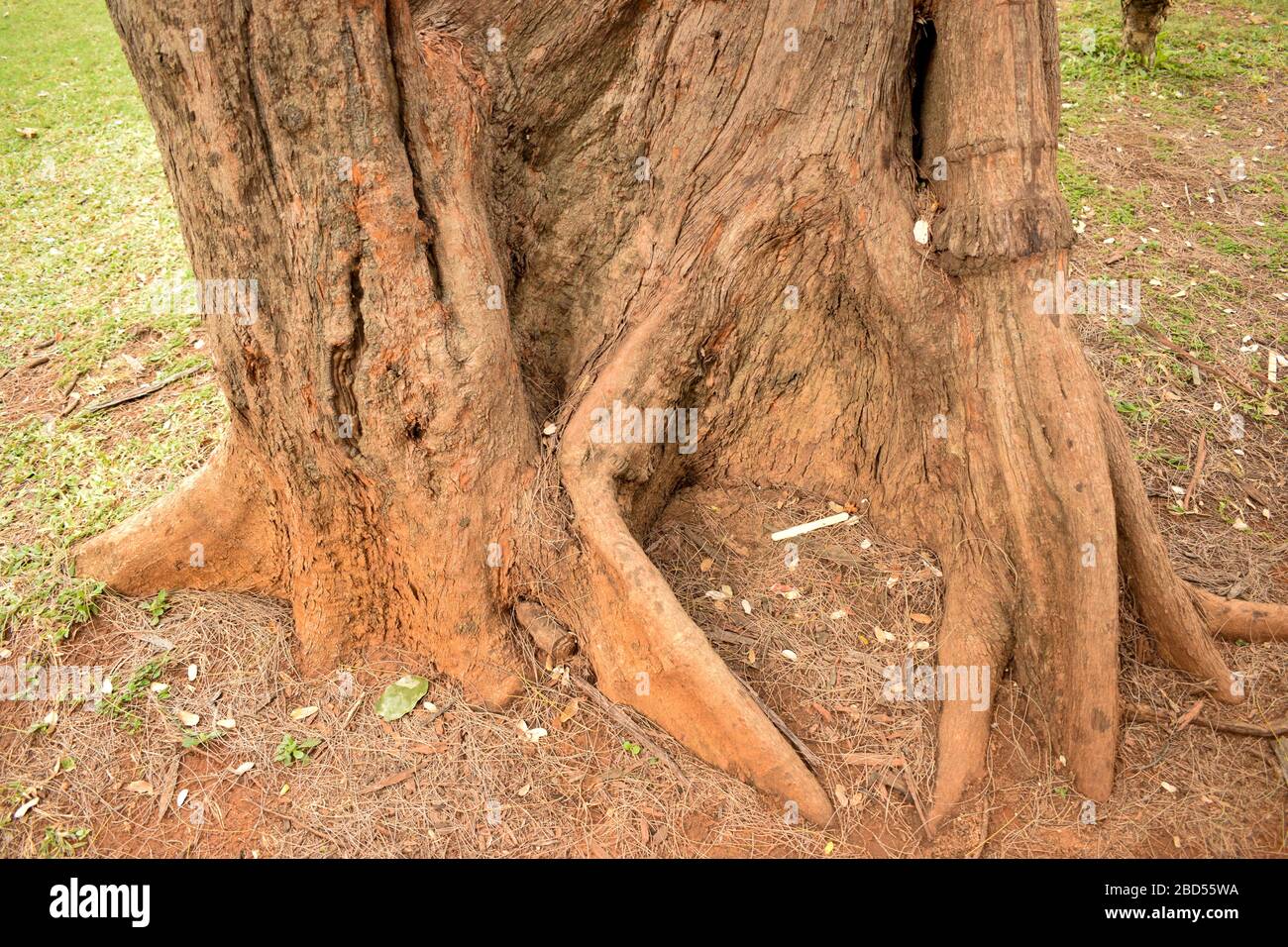 Natural Big Tree Roots In Jungle/Forest Stock Photograph Image Stock ...