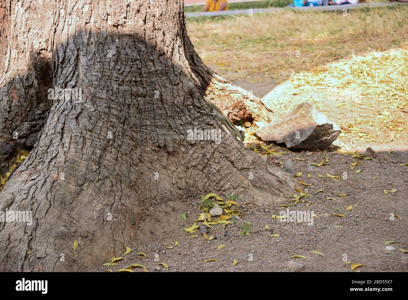 Natural Big Banyan Tree Roots In Jungle/Forest Stock Photograph Image ...
