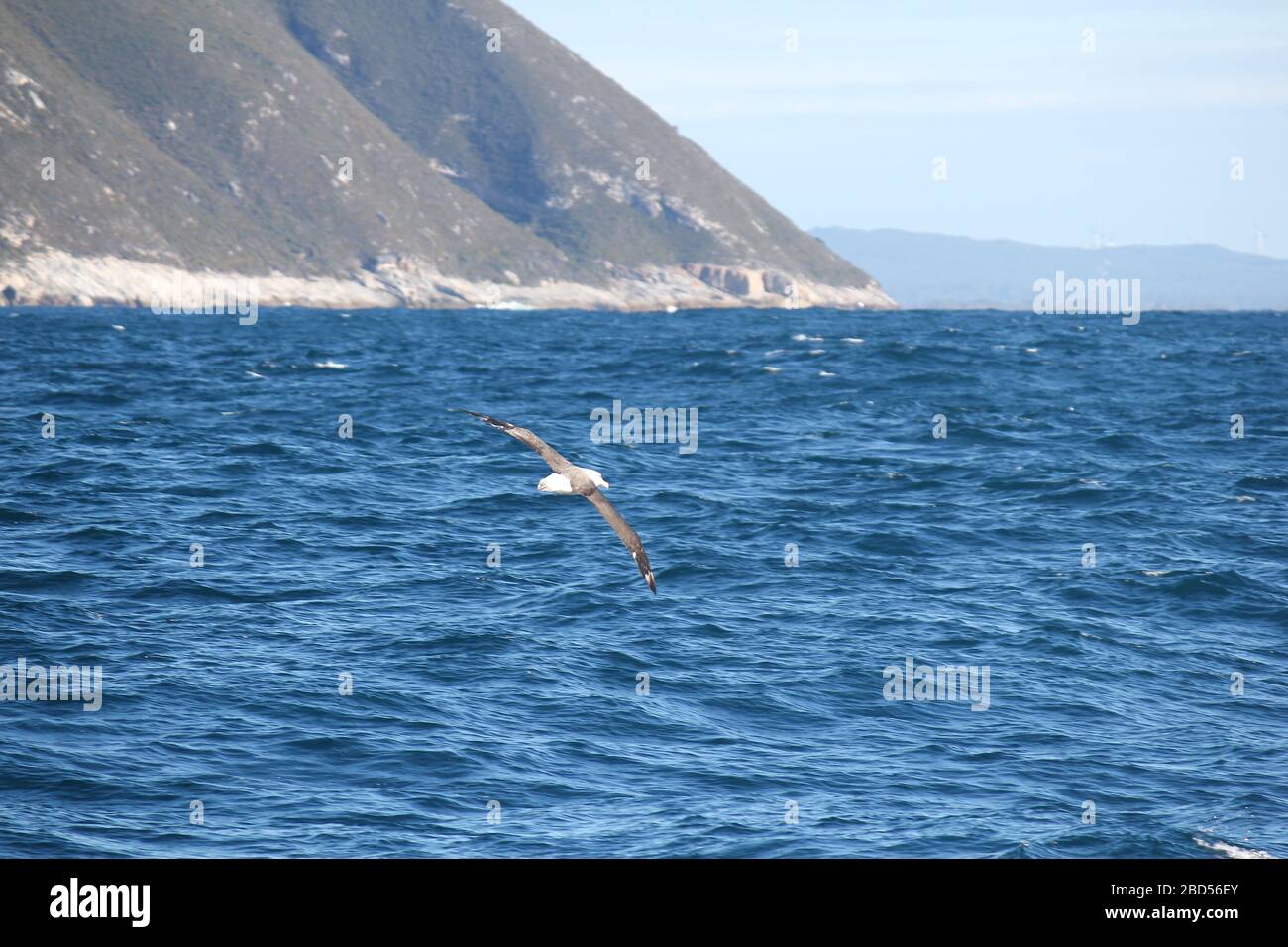Ancient mariner albatross hi-res stock photography and images - Alamy
