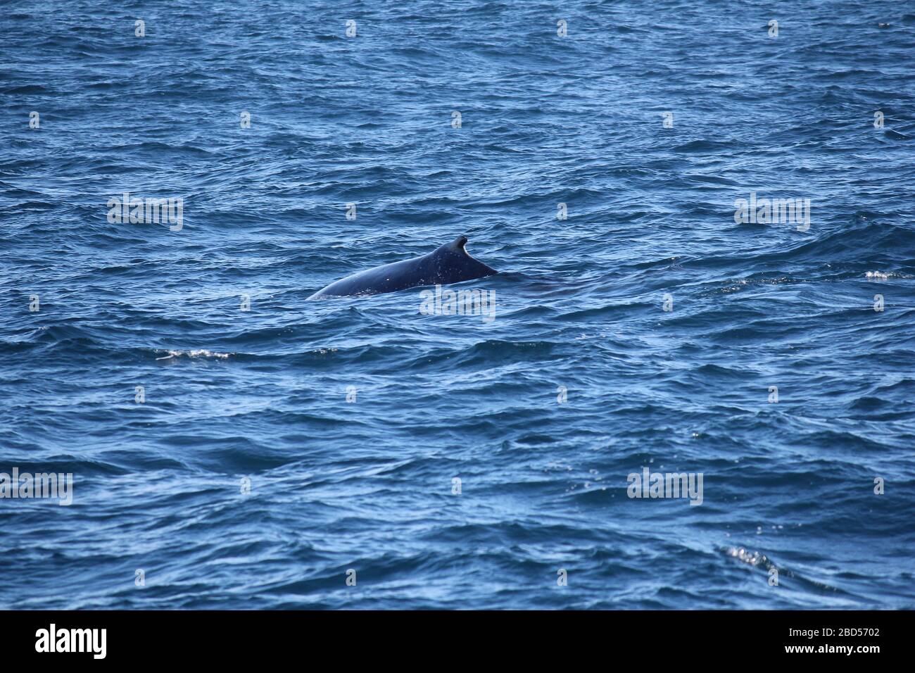 Humpback Whales in King George Sound, Albany, Western Australia Stock ...