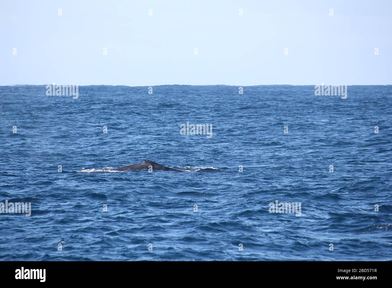 Humpback Whales in King George Sound, Albany, Western Australia Stock ...