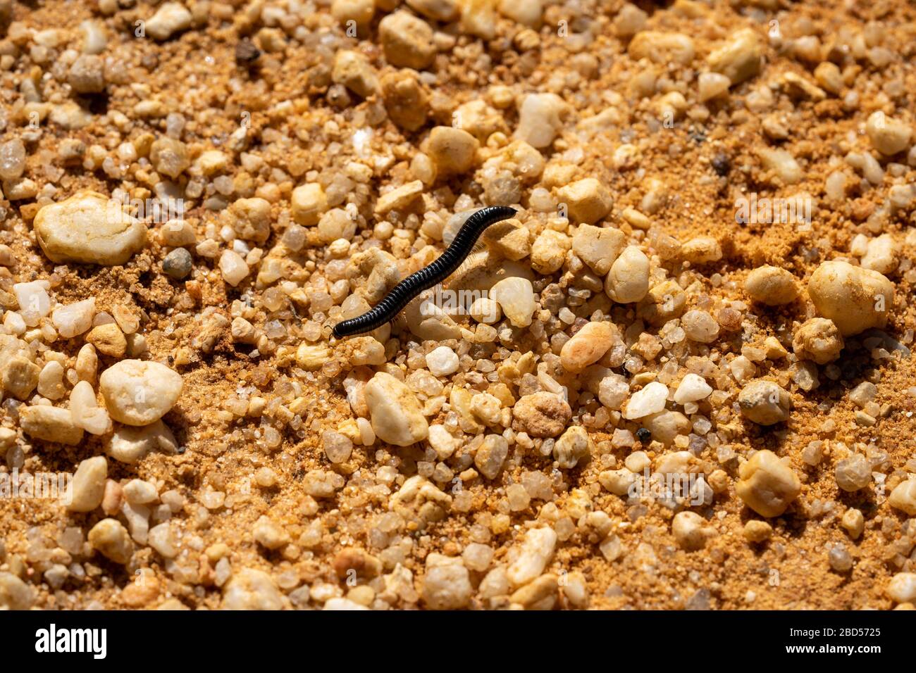 Millipede australia hi-res stock photography and images - Alamy