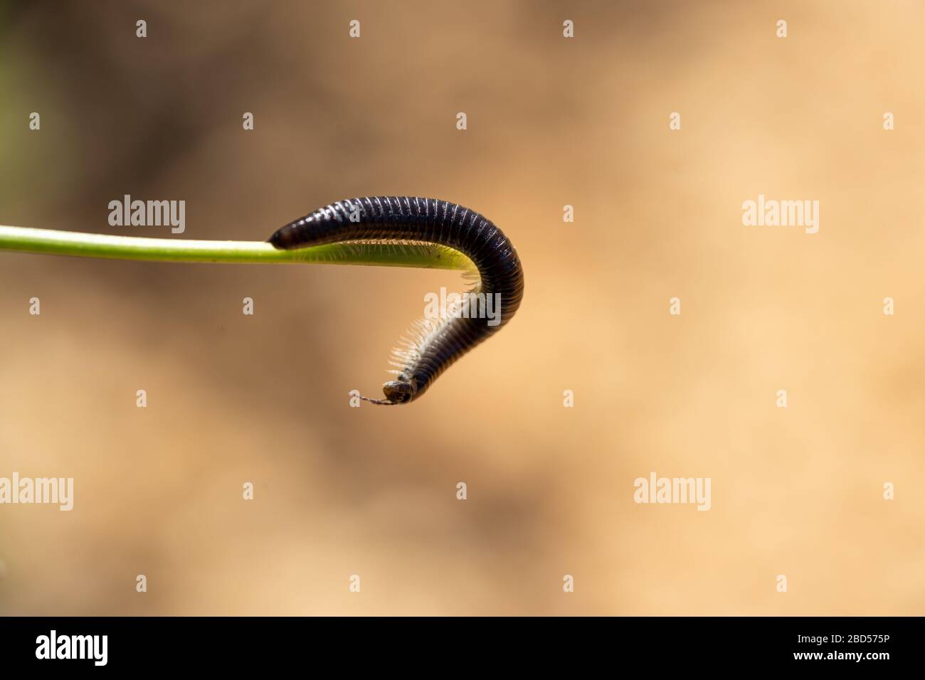 Millipede australia hi-res stock photography and images - Alamy