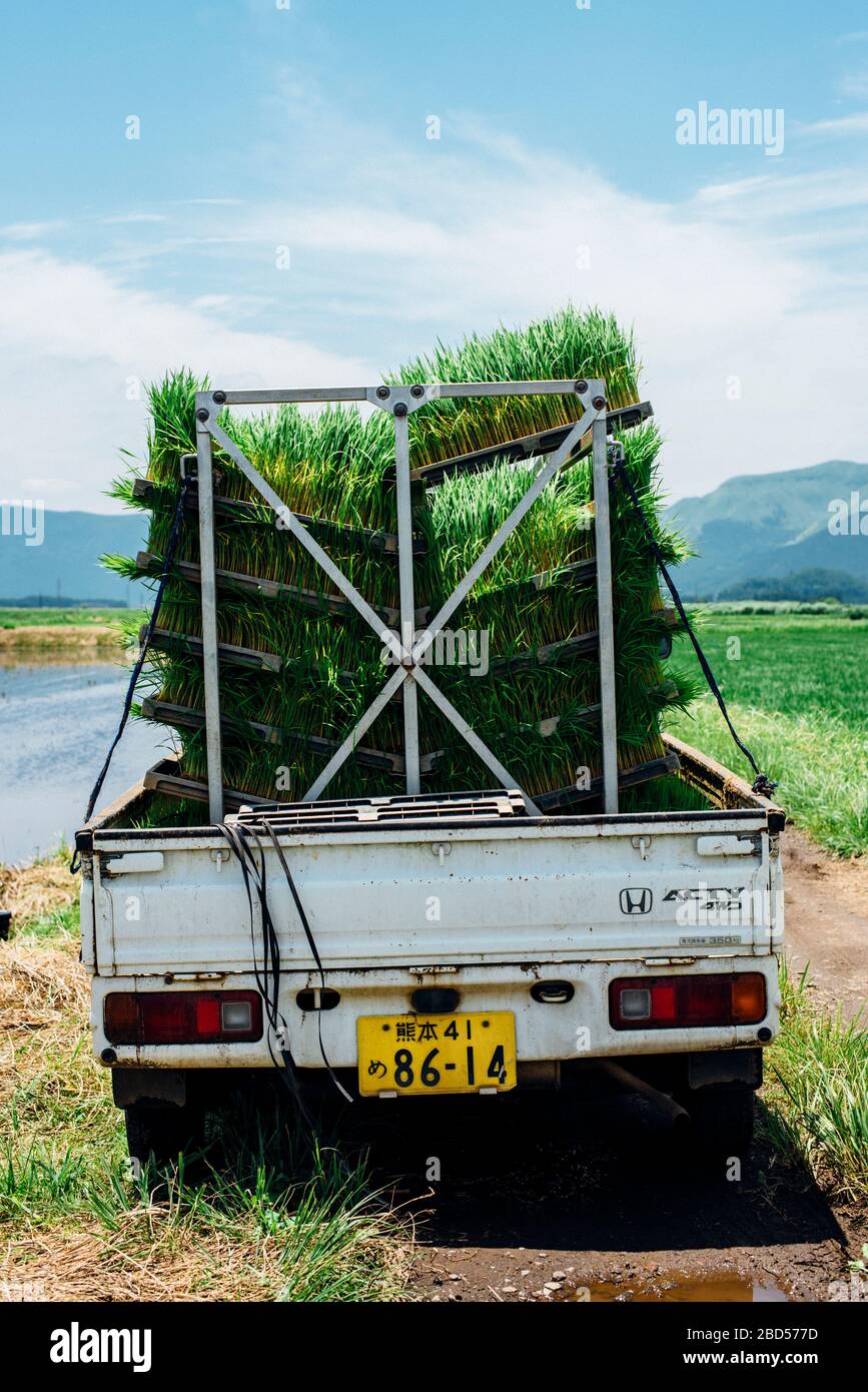 Japan rice planting hi-res stock photography and images - Alamy