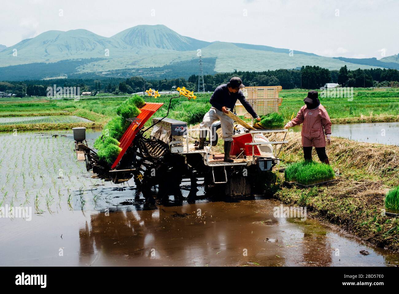 Rice cultivation in Kumamoto, Japan Stock Photo - Alamy