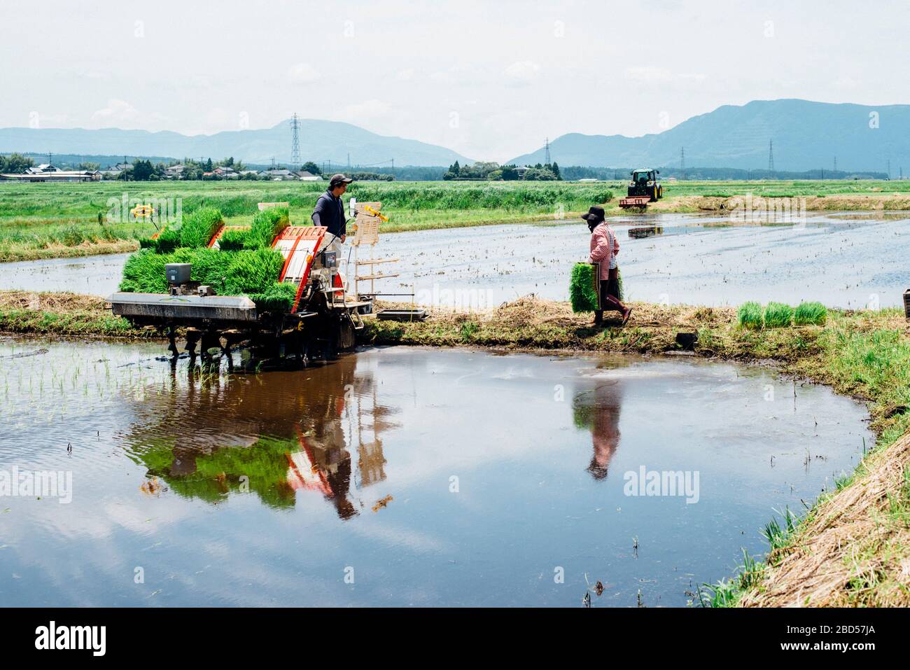 Rice cultivation in Kumamoto, Japan Stock Photo - Alamy