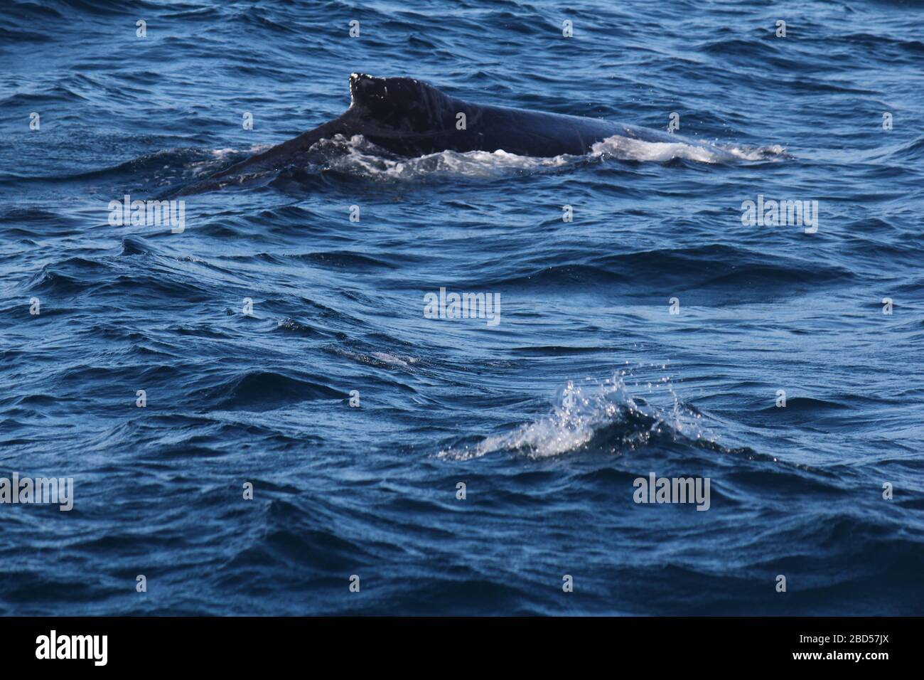 Humpback Whales in King George Sound, Albany, Western Australia Stock ...