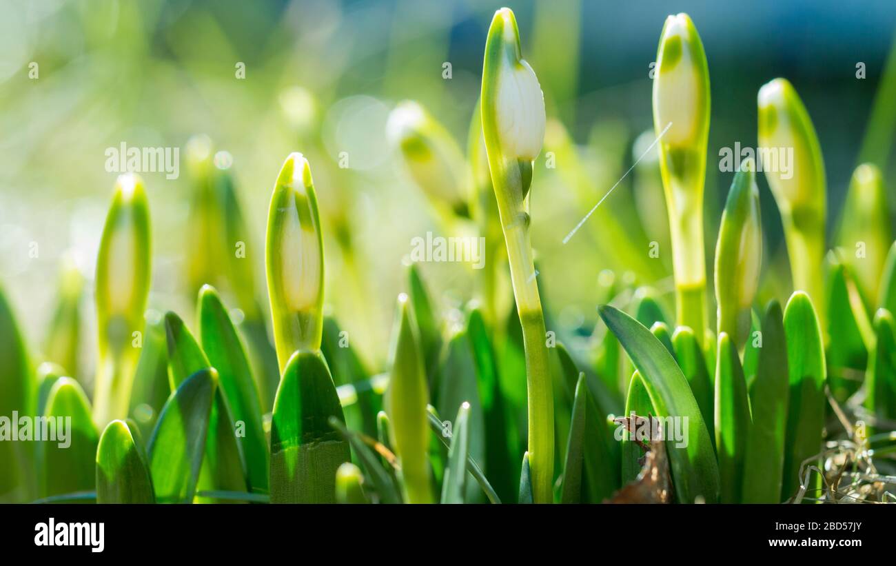 Snowdrop shoots hi-res stock photography and images - Alamy
