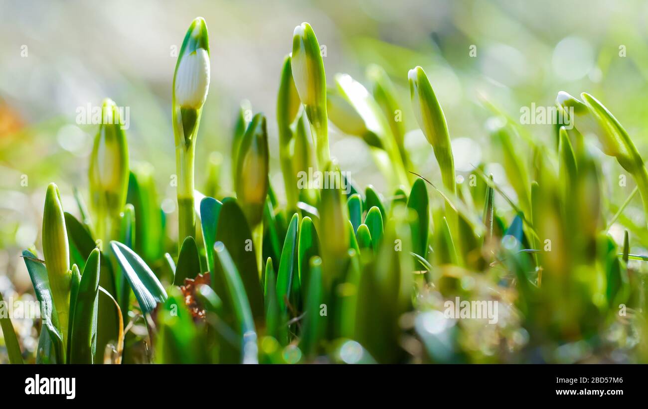 Snowdrop with blossom on sunlight, revival of spring flower with bud ...