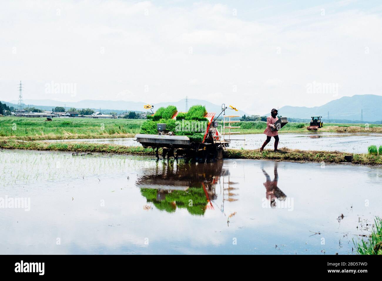 Rice cultivation in Kumamoto, Japan Stock Photo - Alamy