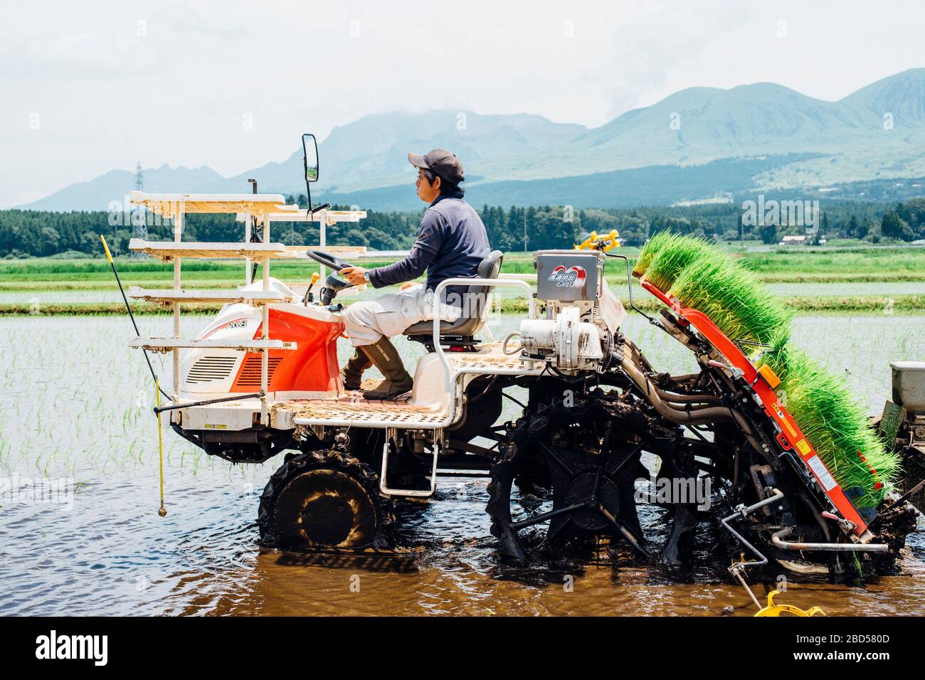 Rice cultivation in Kumamoto, Japan Stock Photo - Alamy