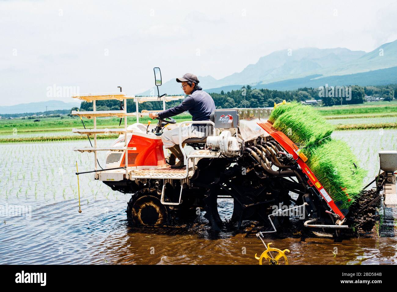 Rice cultivation in Kumamoto, Japan Stock Photo - Alamy