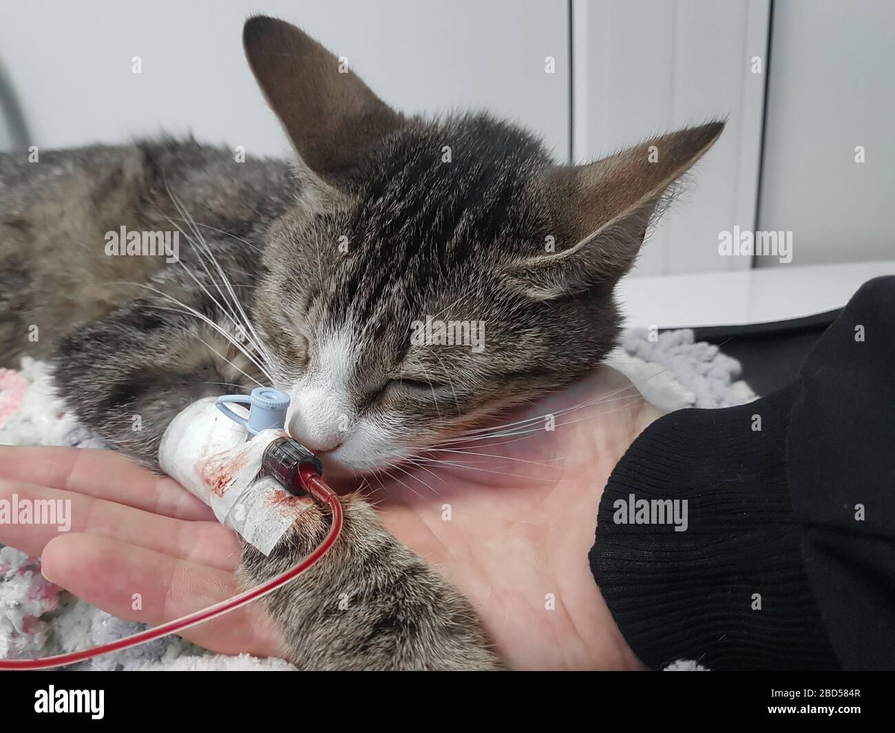 close up.sick cat with a catheter in his paw Stock Photo - Alamy