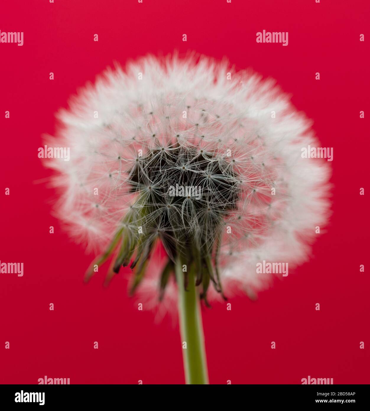 Seed cut out dandelion hi-res stock photography and images - Alamy