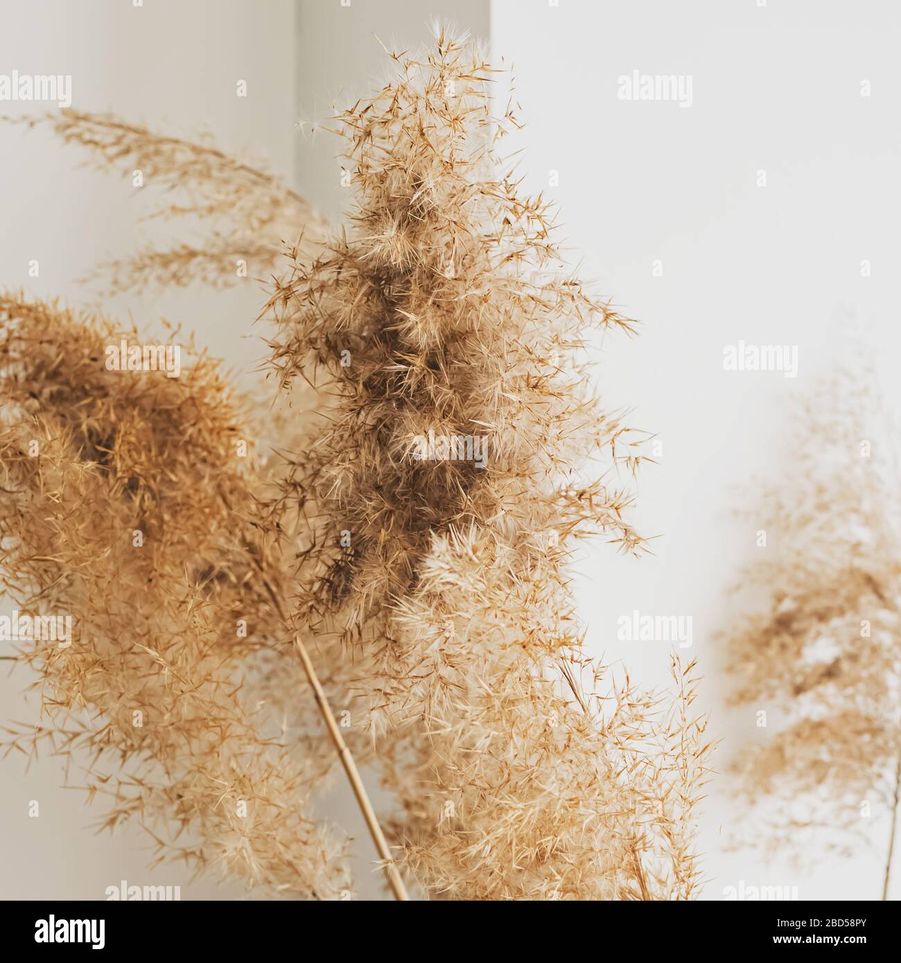 Dry beige reed against white wall close-up Stock Photo - Alamy
