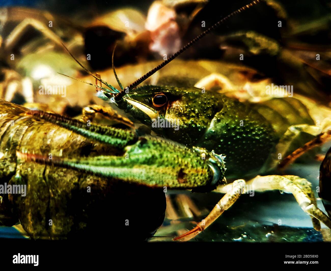 close up. blue crayfish in the river aquarium Stock Photo - Alamy