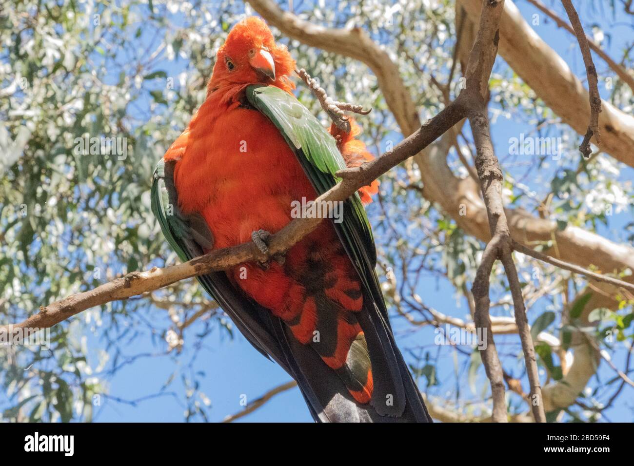 Close up male king parrot full body shot in tree Stock Photo - Alamy