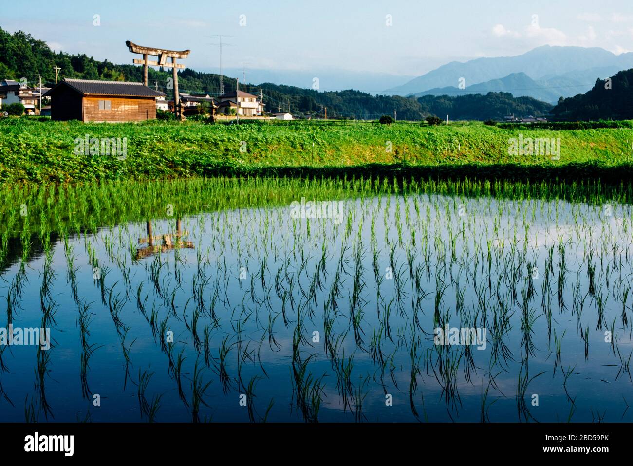 Rice cultivation in Kumamoto, Japan Stock Photo - Alamy