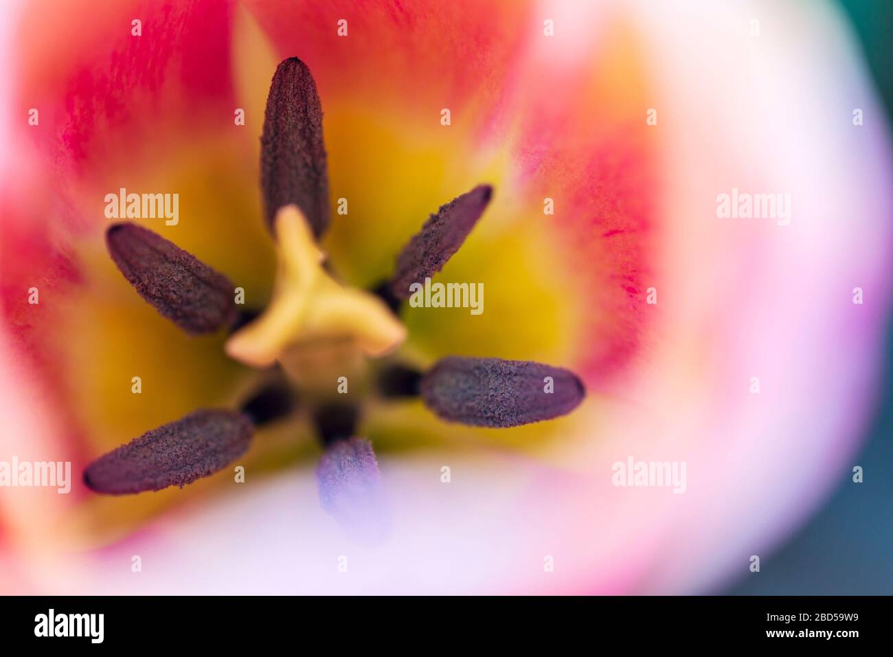 Plant Reproductive Organs, Stigma and Stamen, on a Tulip Stock Photo ...
