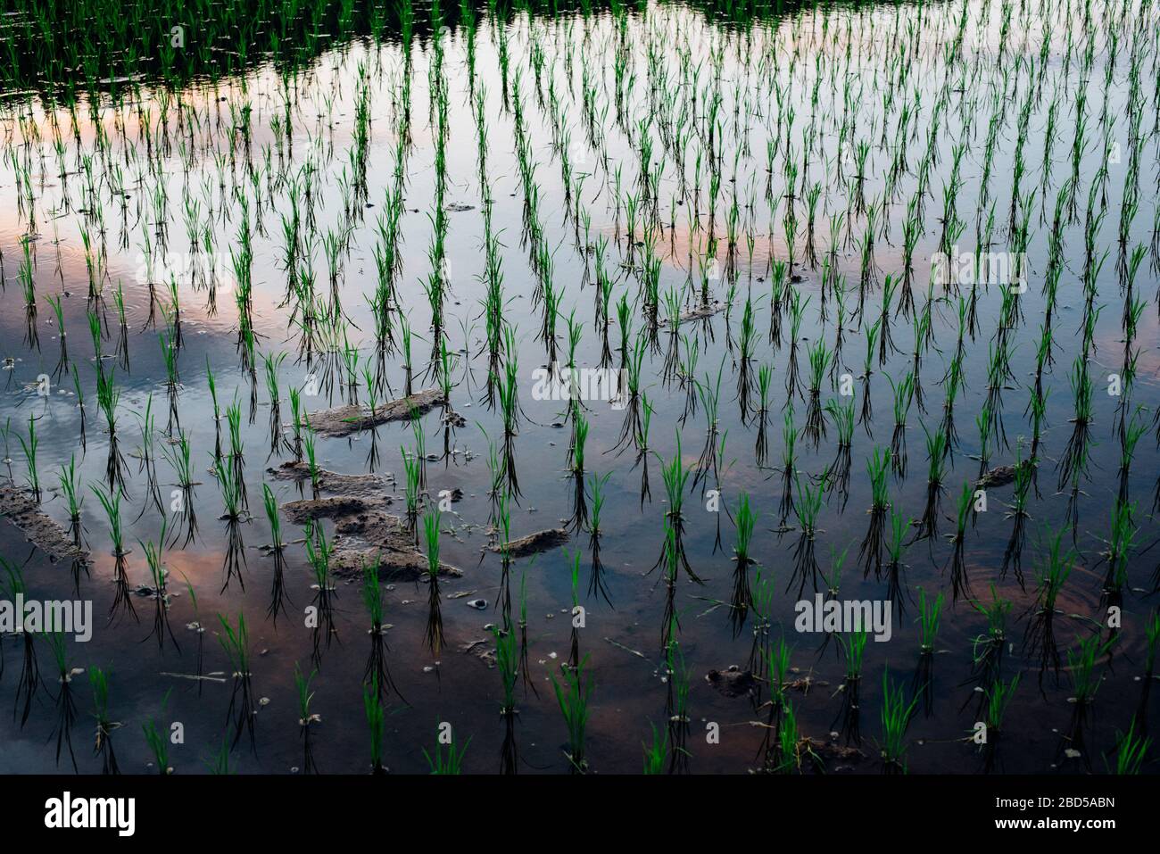Rice cultivation in Kumamoto, Japan Stock Photo - Alamy