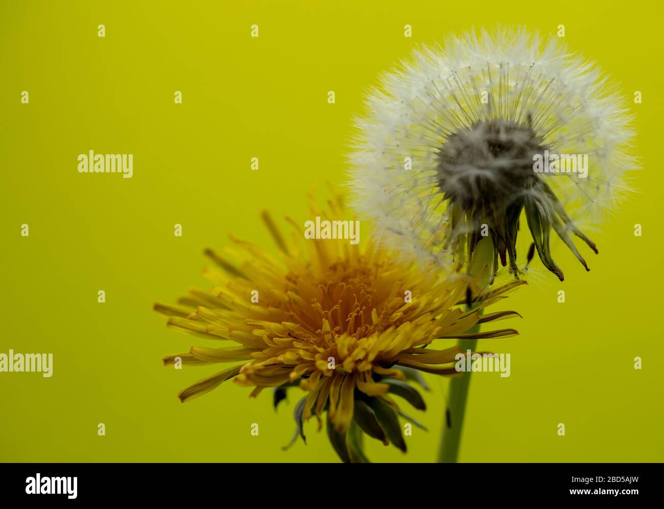 Dandelion flower and dandelion seed head seen together against a ...