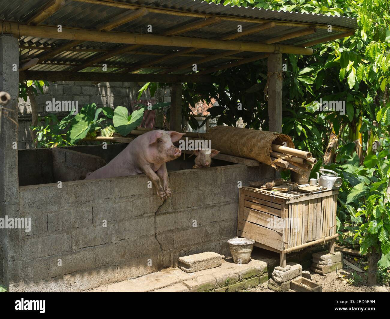dh Balinese pig sty hut BALI INDONESIA Traditional House compound indonesian Stock Photo - Alamy