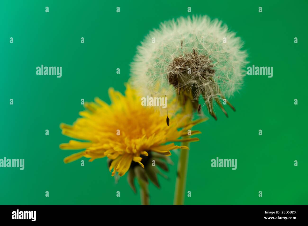 Dandelion flower and dandelion seed head seen together against a ...