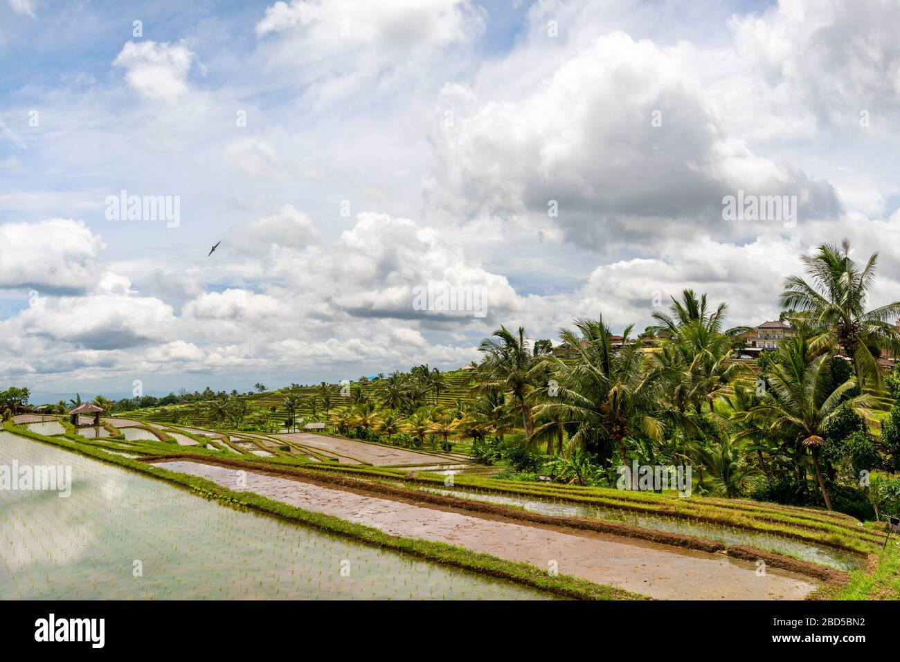 Horizontal panoramic view of the rice terraces in Bali, Indonesia Stock ...
