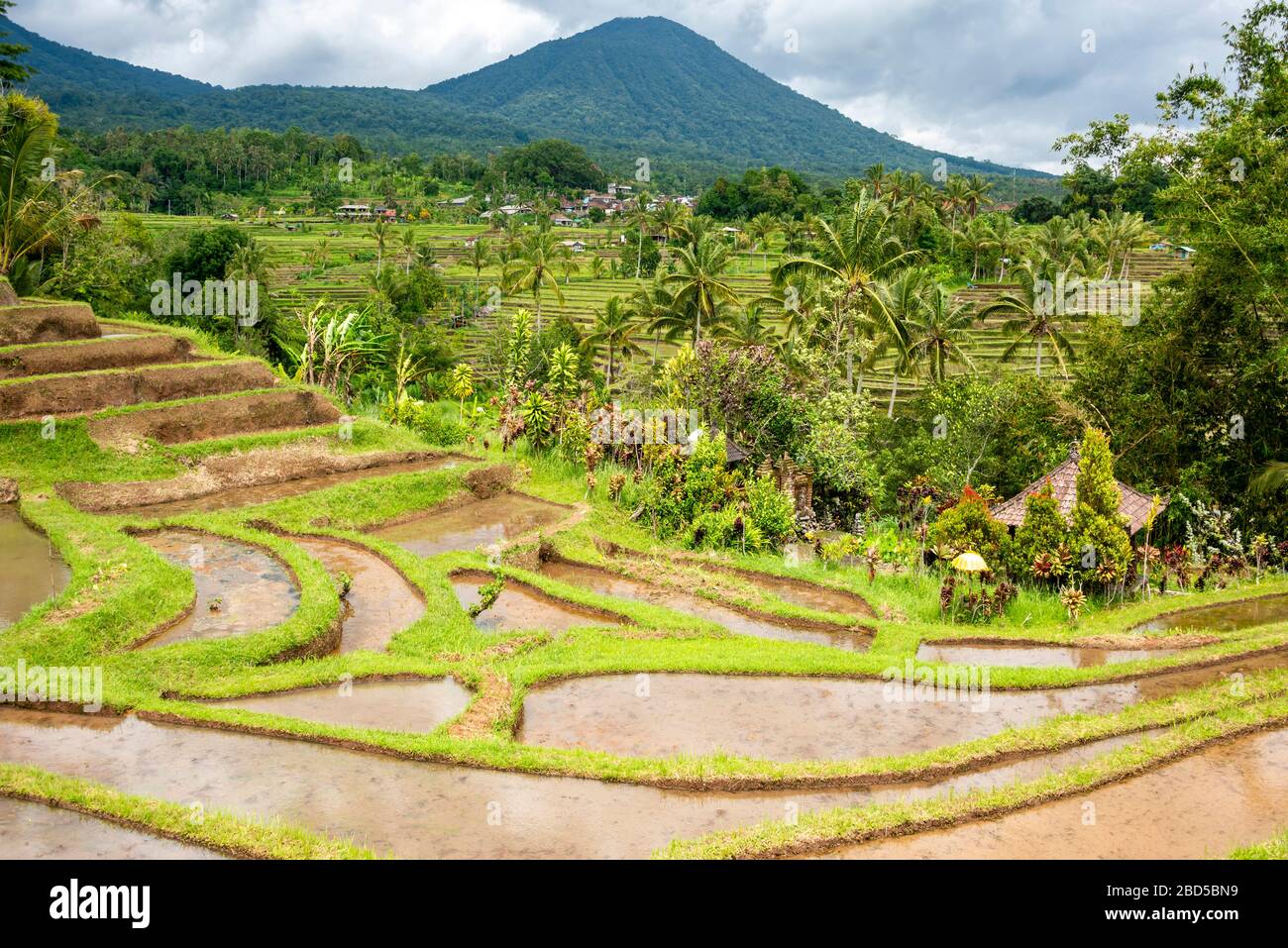 Horizontal view of the Jatiluwih rice terraces in Bali, Indonesia Stock ...