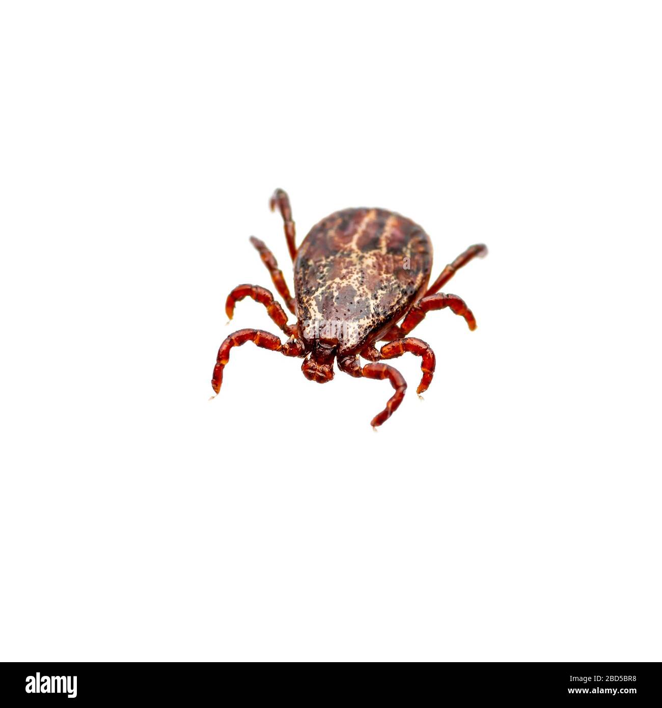 Encephalitis Insect Tick Isolated on White. Encephalitis Virus or Lyme ...