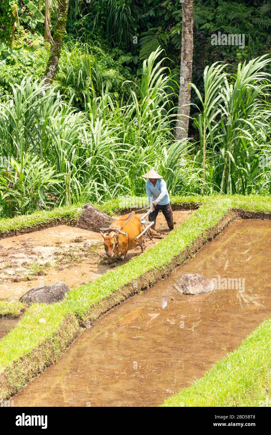 Vertical view of a farmer preparing a paddyfield with a cow drawn ...