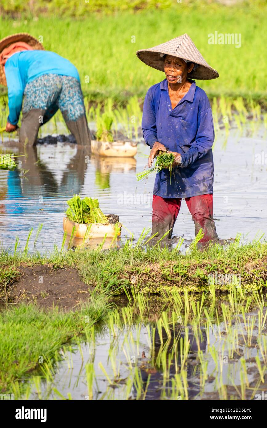 Vertical view of women working in the paddy fields in Bali, Indonesia ...