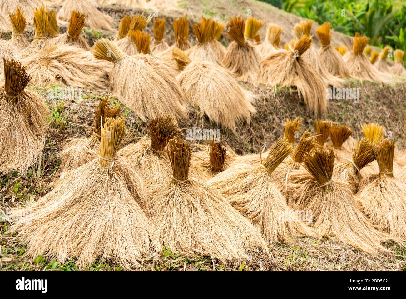Horizontal view of harvested bales of rice in Bali, Indonesia Stock ...