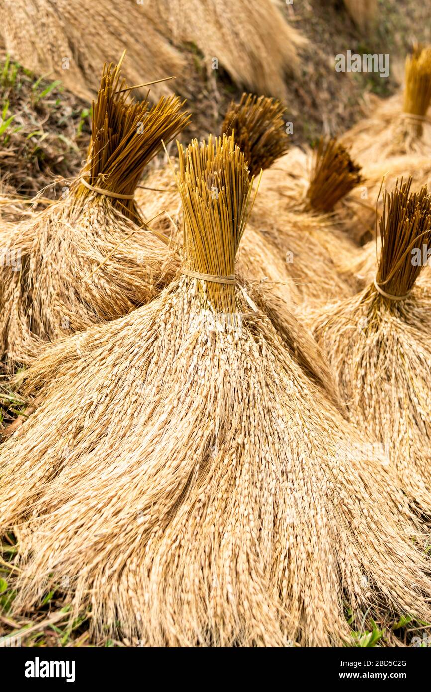 Vertical close up view of bales of rice in Bali, Indonesia Stock Photo ...