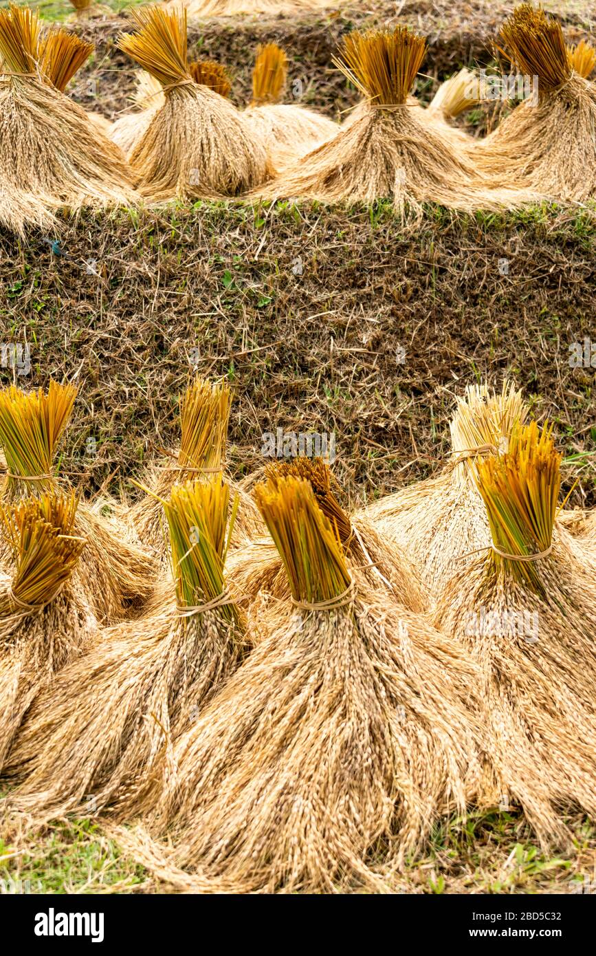 Vertical close up view of bales of rice in Bali, Indonesia Stock Photo ...