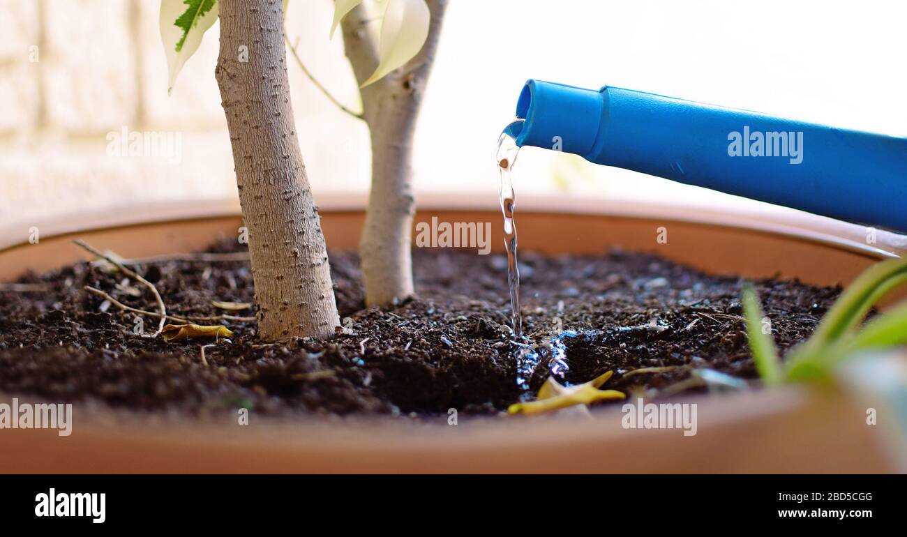 Watering plants with watering can in vegetable garden. close up view ...