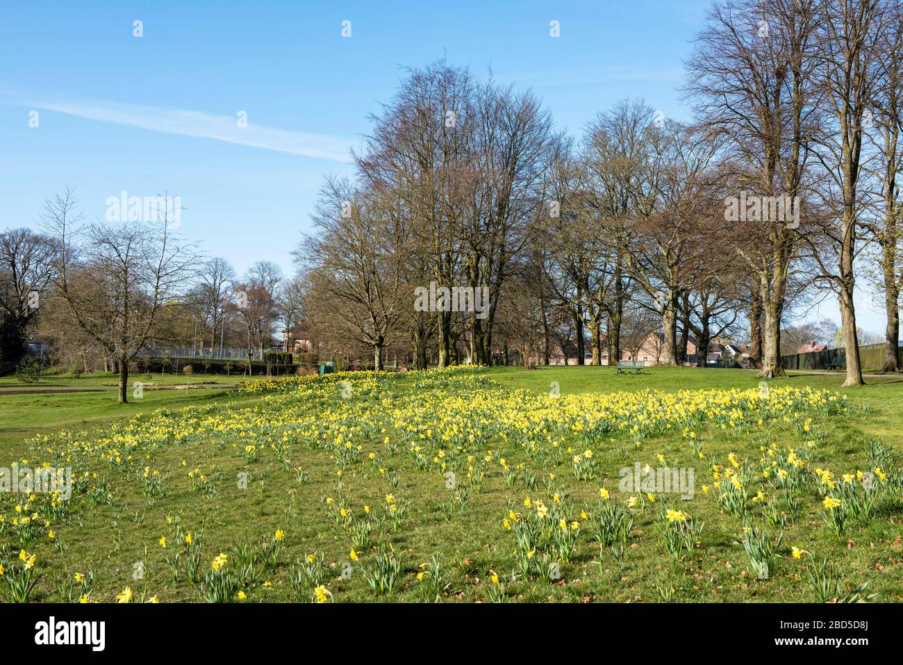 Sunny spring day at Sutton Lawn, captured during the Covid-19 lockdown ...