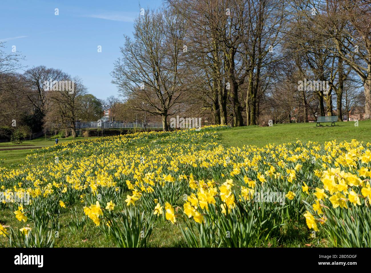 Sunny spring day at Sutton Lawn, captured during the Covid-19 lockdown ...