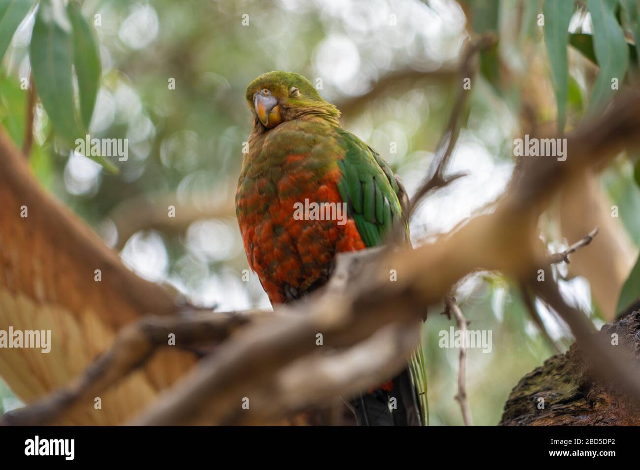 Australian Red Green King Parrot Stock Photo - Alamy